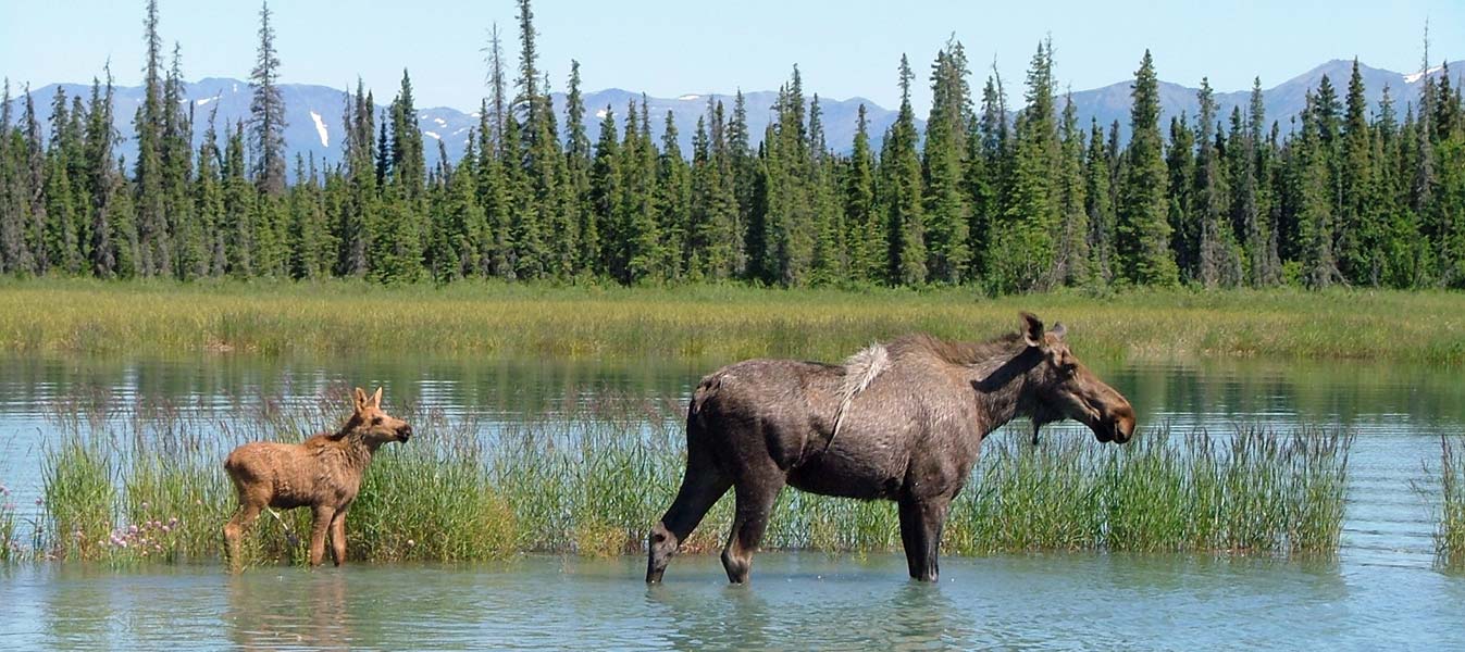 Alaska Wildlife We See On Our Fishing Charters - iFish Alaska Guide Service